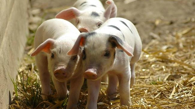 Odds Farm Park - Visit Amersham