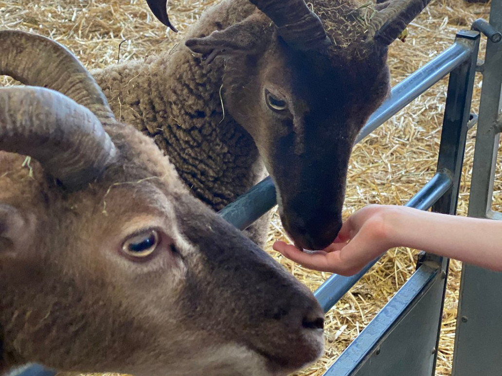 Amersham Museum Walks - Visit Amersham