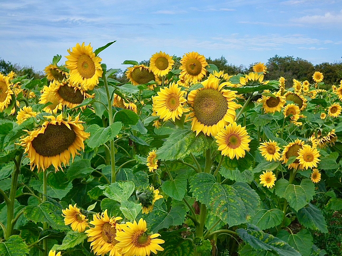 A Splash of Sunshine Amidst the Amersham Greenery - Visit Amersham